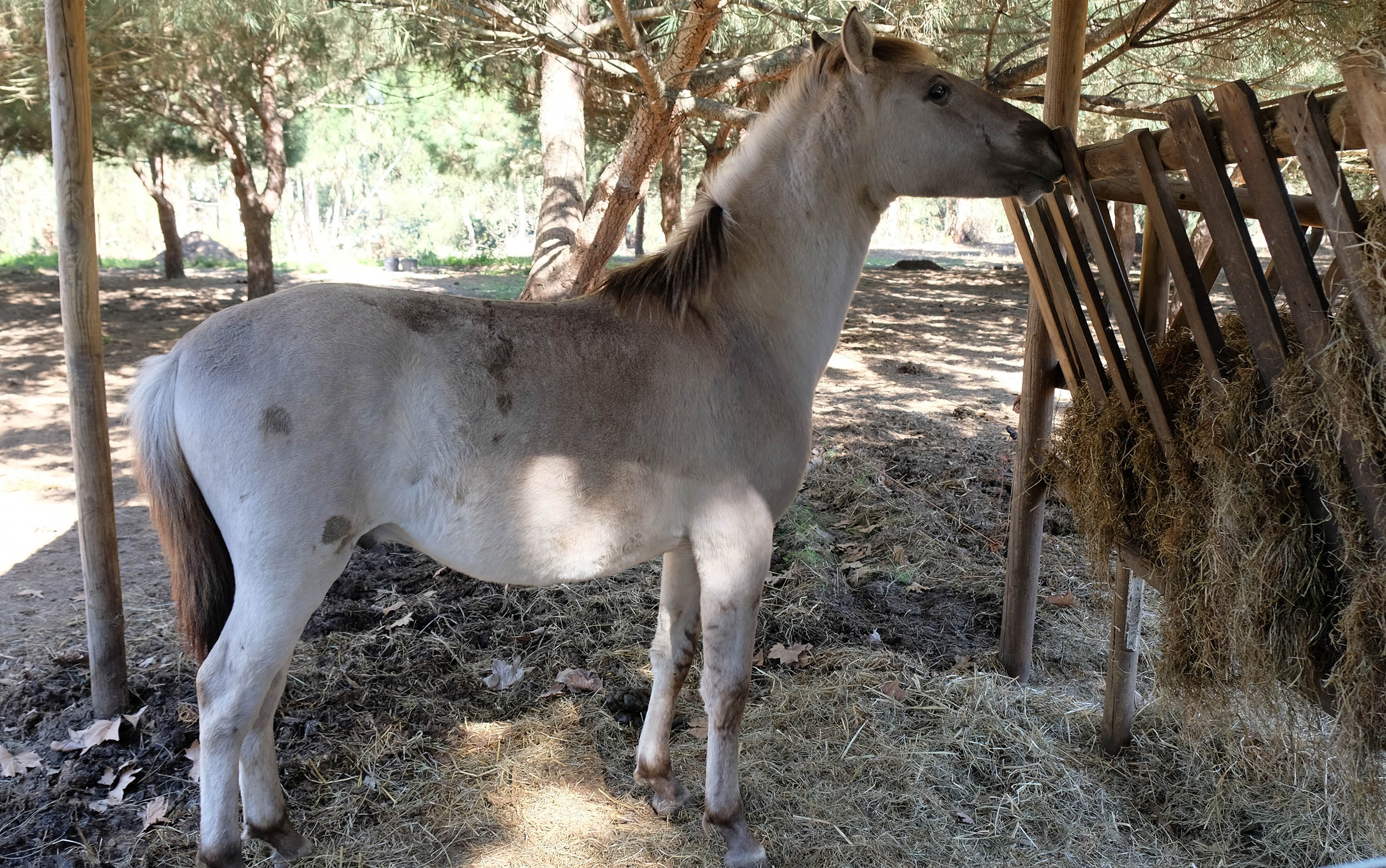 Reserva Natural do Cavalo Sorraia: para toda a família em especial os ...